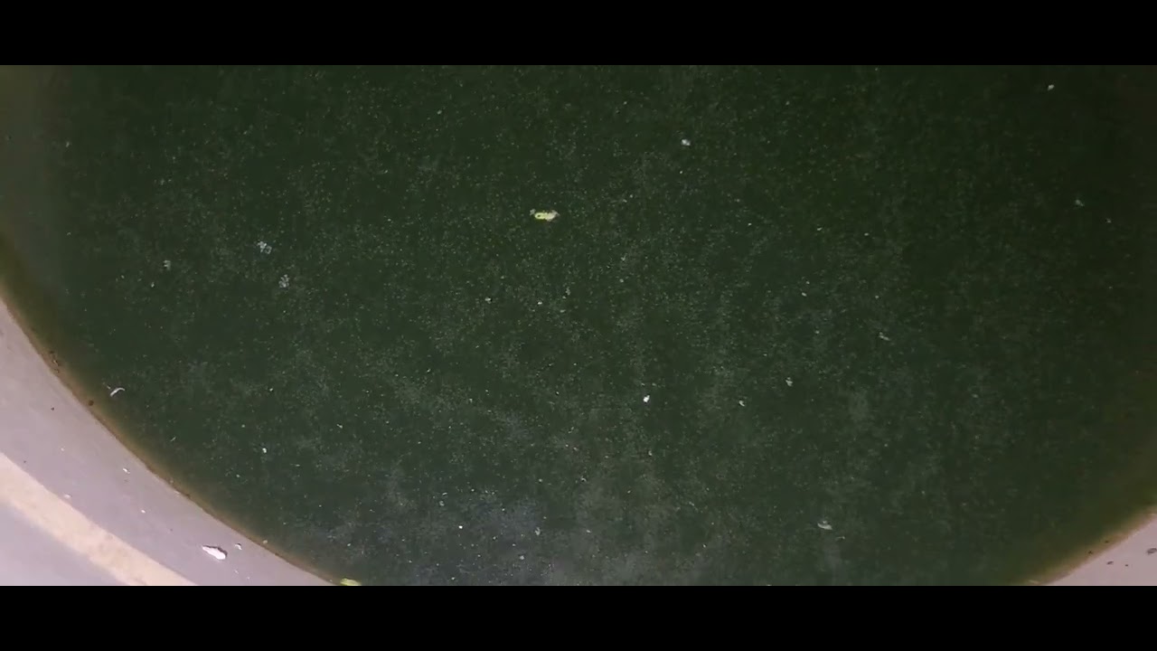 Moina Culture Update|Moina|Daphnia|Happyfish| - YouTube