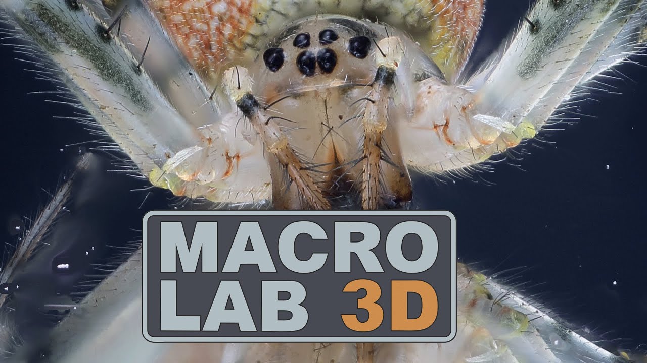 Spider Under Microscope