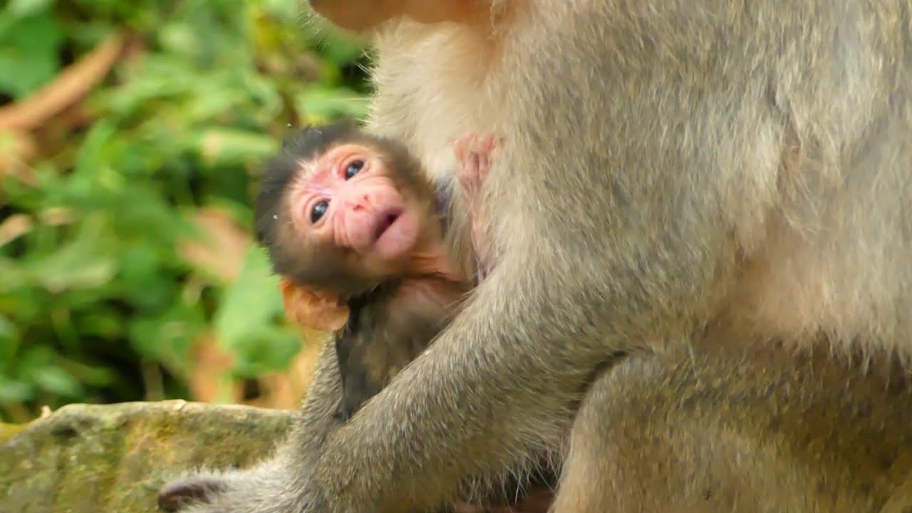 Baby newborn of Rose girlfriend Nanda first cry to find milk, Newborn ...