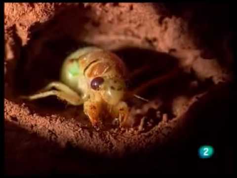 Documentales El Ciclo De La Cigarra (Chicharra) - YouTube
