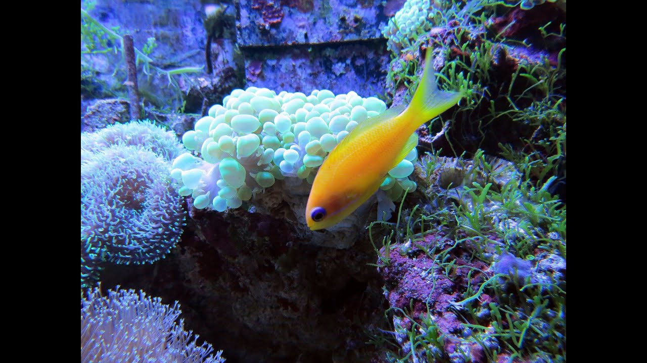 Coral Reefs & Colorful Sea Life | Relaxing Music to Relieve Stress ...