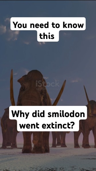 How did smilodon go extinct? #tiger #smilodon #sabertoothtiger #iceage ...