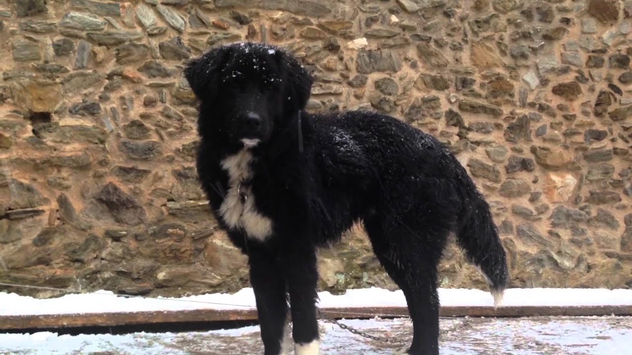 Greek shepherd 6 months old (mixed with Belgian shepherd) - Ελληνικός ...