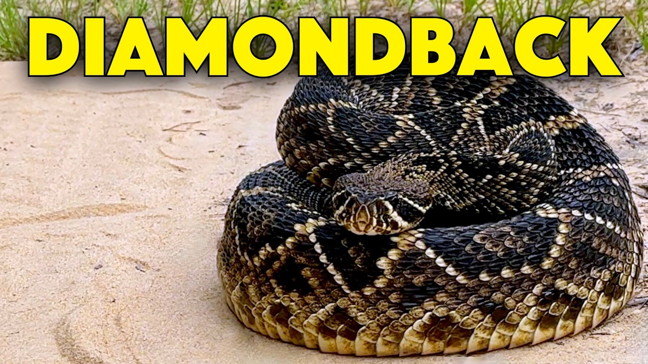 After 30+ Years! I Finally Found a Live Eastern Diamondback Rattlesnake ...