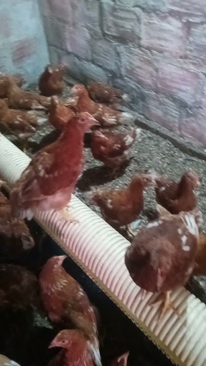 gallina ponedora como cuidar gallina ponedora en tu casa galpón de gallina en tu casa - YouTube