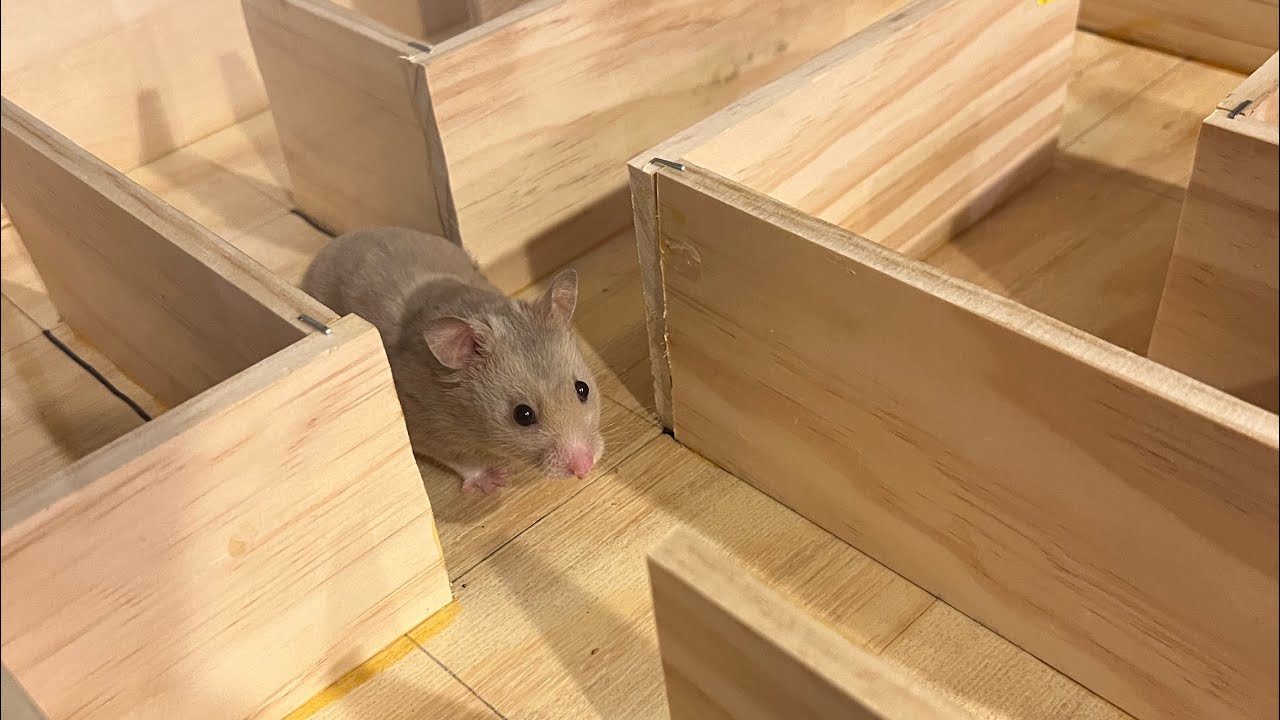 Science Fair Hamster Maze Starring Humphrey The Hamster - YouTube
