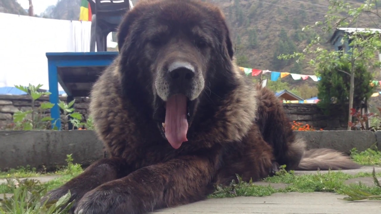 Tibetan Mastiff || Bhote kukur, a giant dog from the Himalayas - YouTube