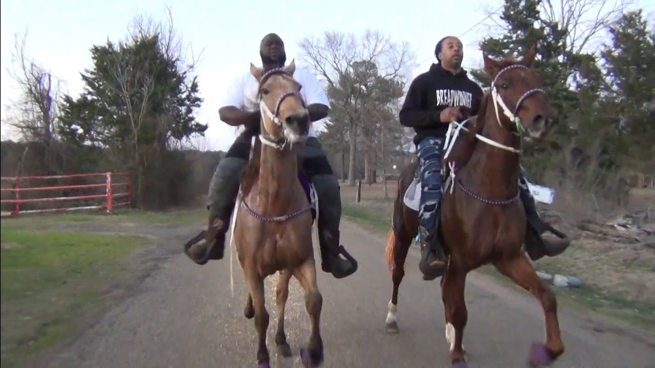 TRAIL RIDING FAMILY ( Walking Horses ) - YouTube