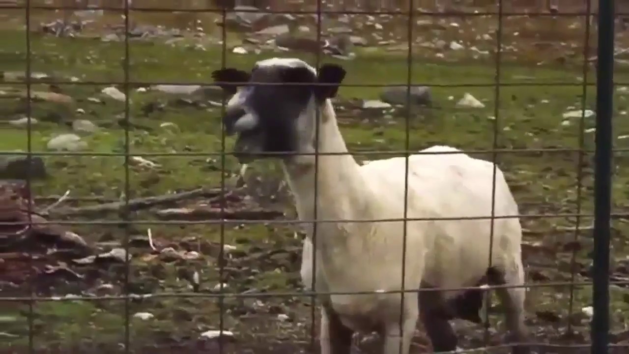 Ultimate Goat Edition Compilation / Screaming Goat Songs - YouTube
