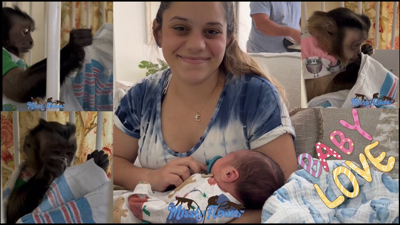 Steps to introduce Human Baby to our 3 Amazing Monkeys! - YouTube