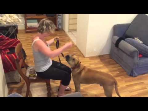 Alfie training 1 - YouTube