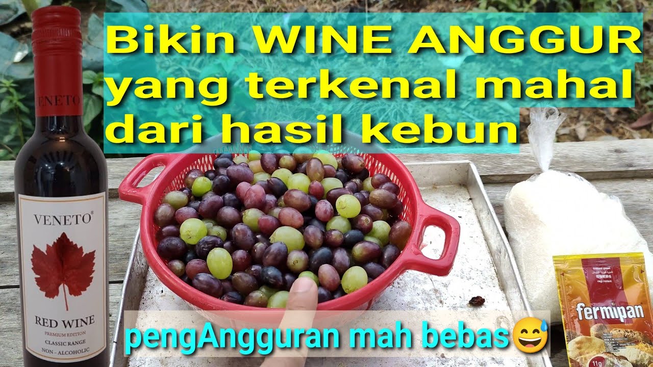 Proses Pembuatan Wine ANGGUR Yang Terkenal Mahal - YouTube
