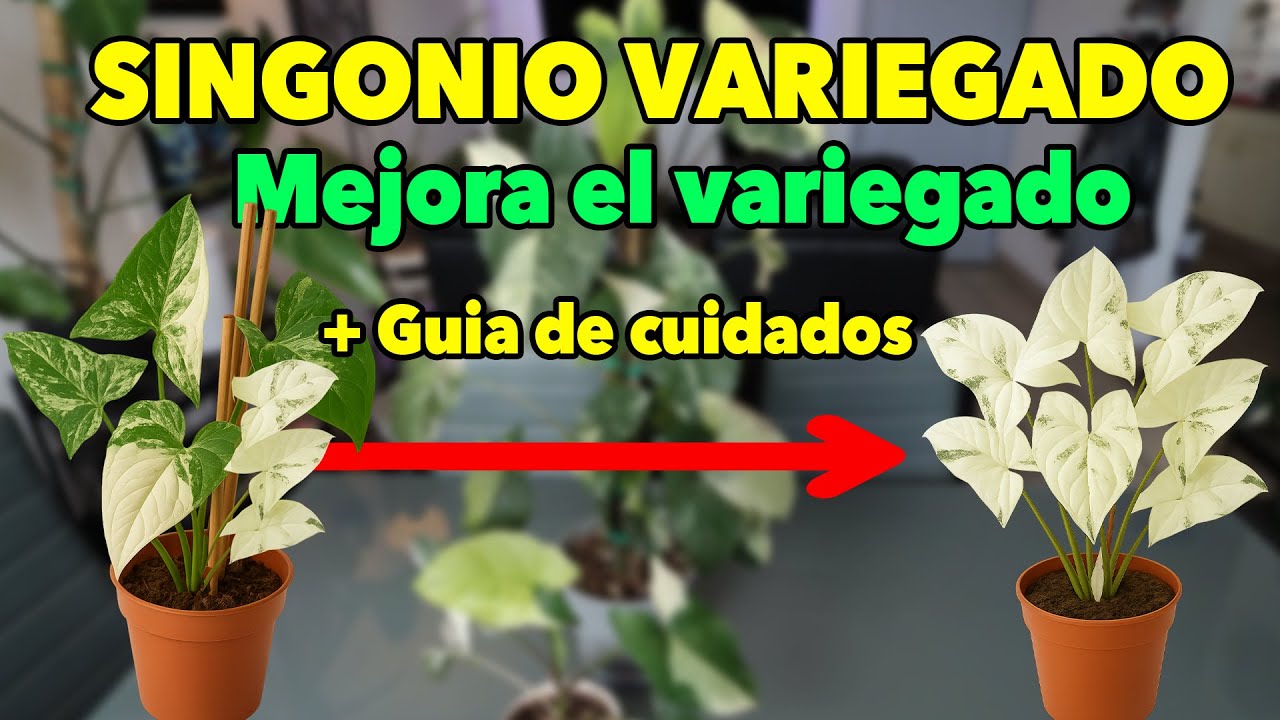 Singonio Variegado - Como mejorar el Variegado y Guia de cuidados - YouTube