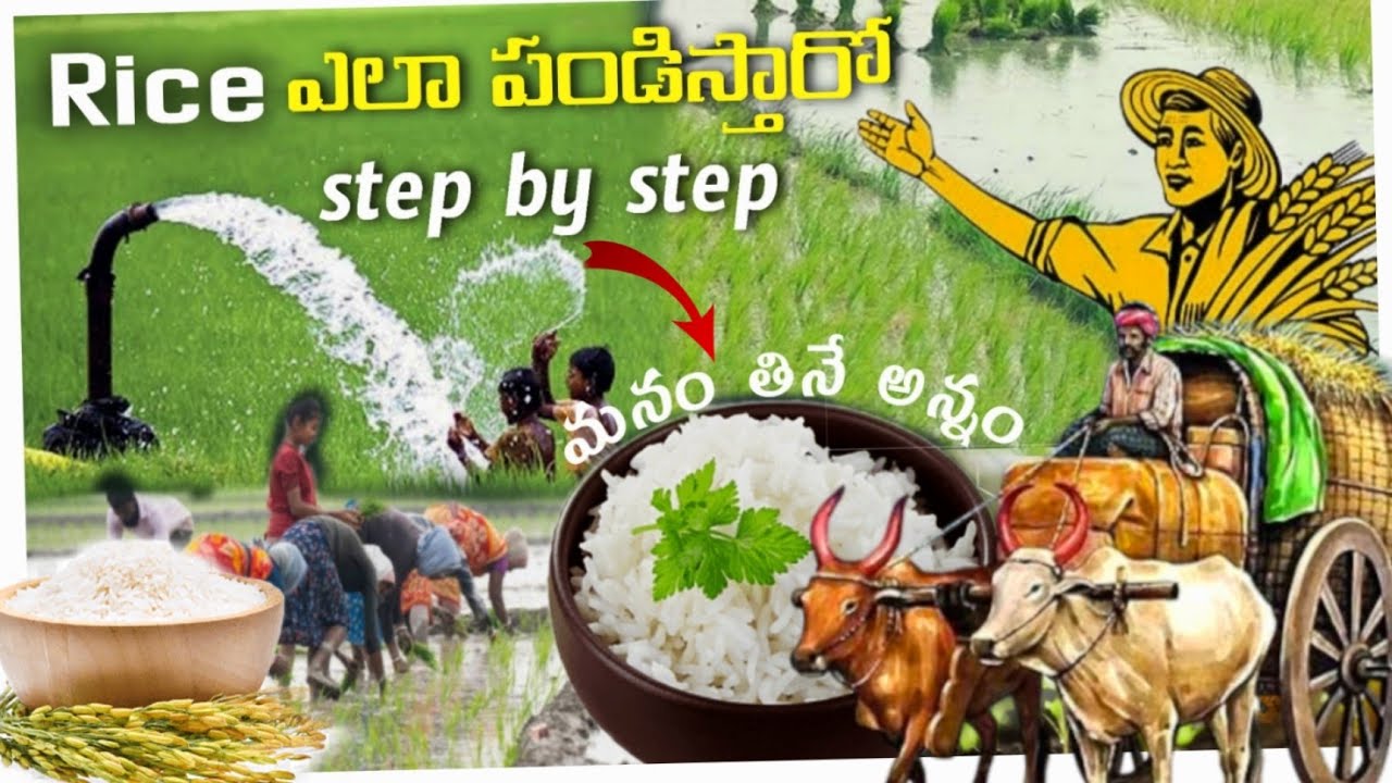 Manam Thine బియ్యం ela Pandistharo తెలుసుకొండి🌾For next Generation ...