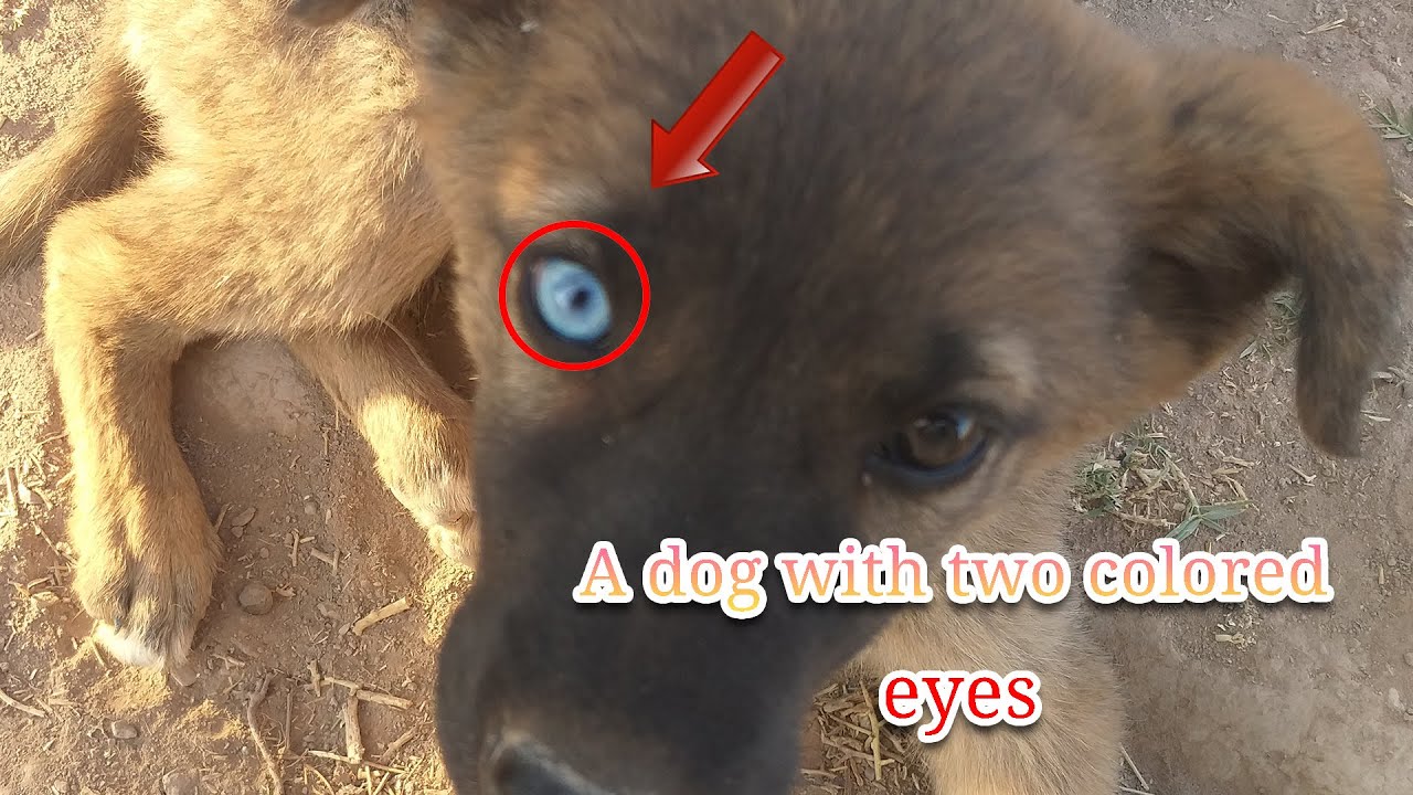 A dog with two colored eyes_یک سگ با چشمان دو رنگ - YouTube