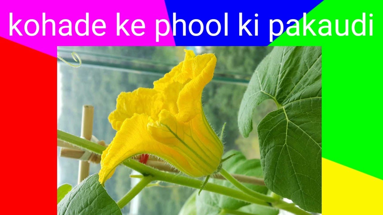 kohade ke phool ki pakaudi - YouTube