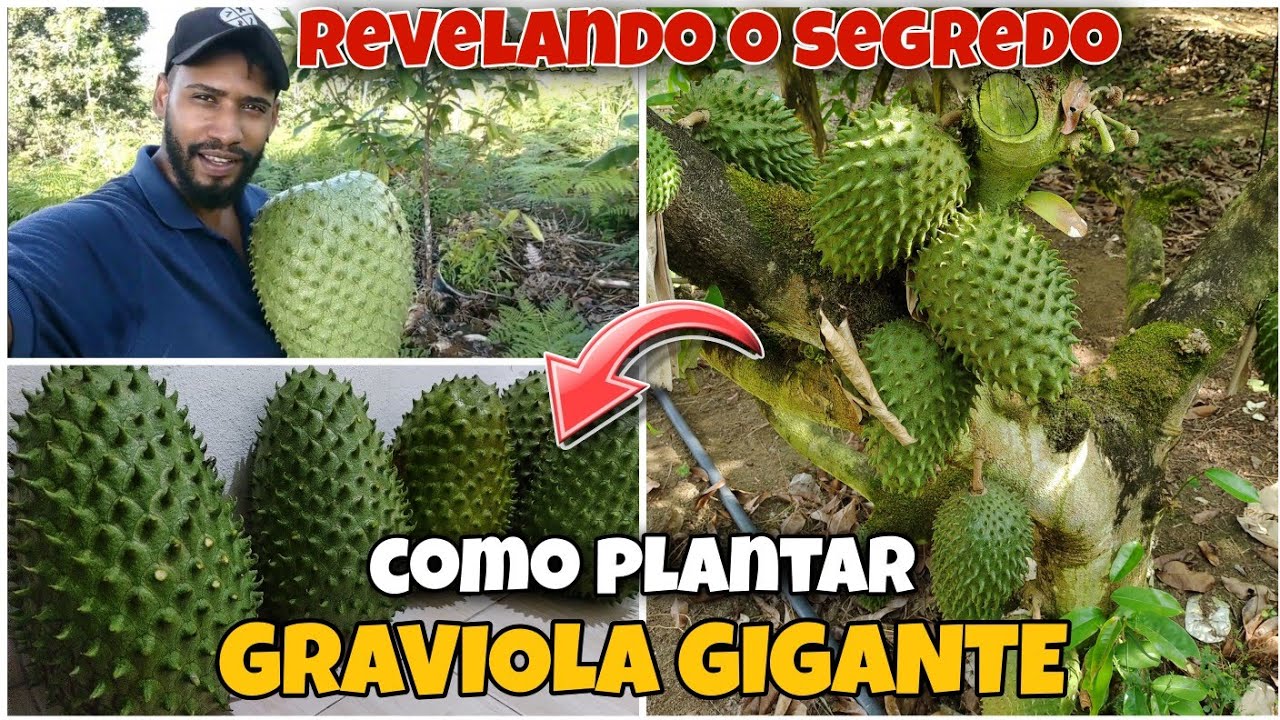 COMO PLANTAR GRAVIOLA DA SEMENTE PASSO A PASSO - YouTube