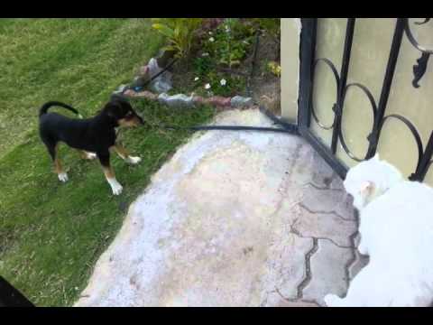 Cat attack's dog , funny - YouTube