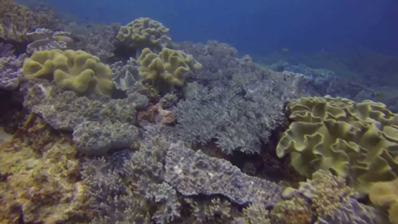 Diving Sunabe Seawall - YouTube