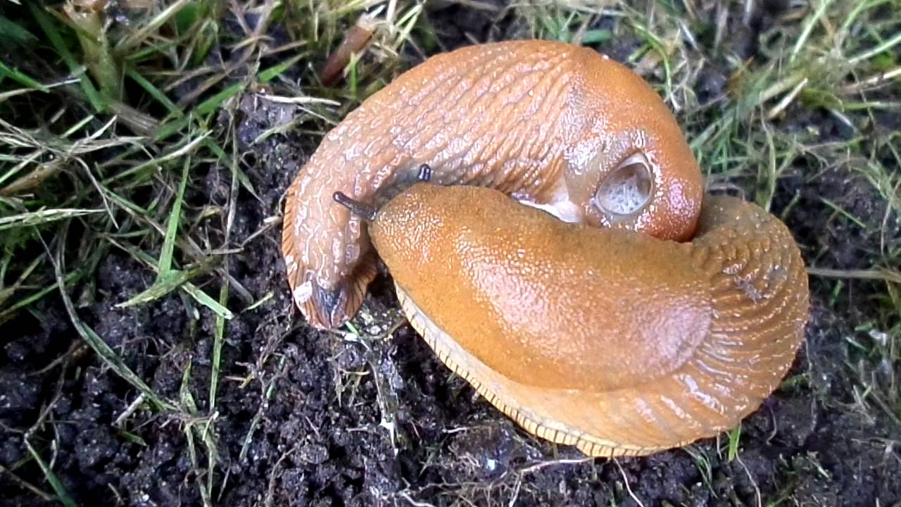 paring naaktslakken/mating slugs - YouTube