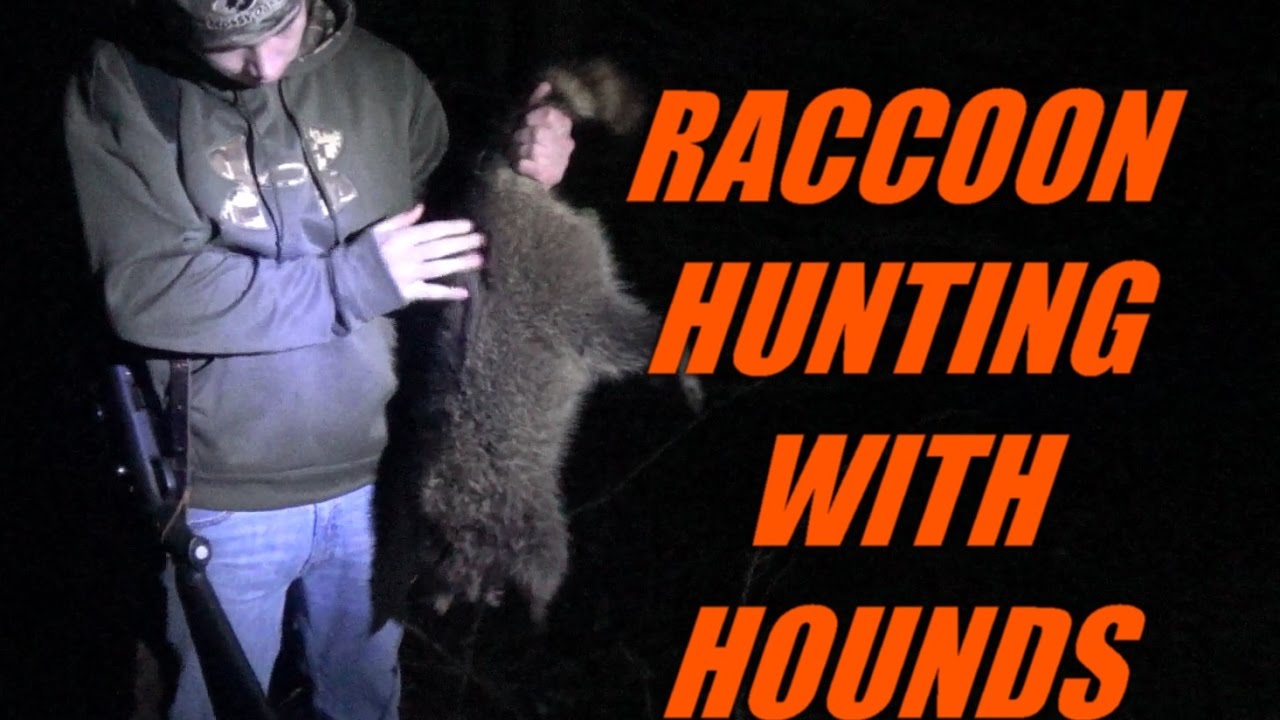Raccoon Hunting with Hounds in Pennsylvania - YouTube