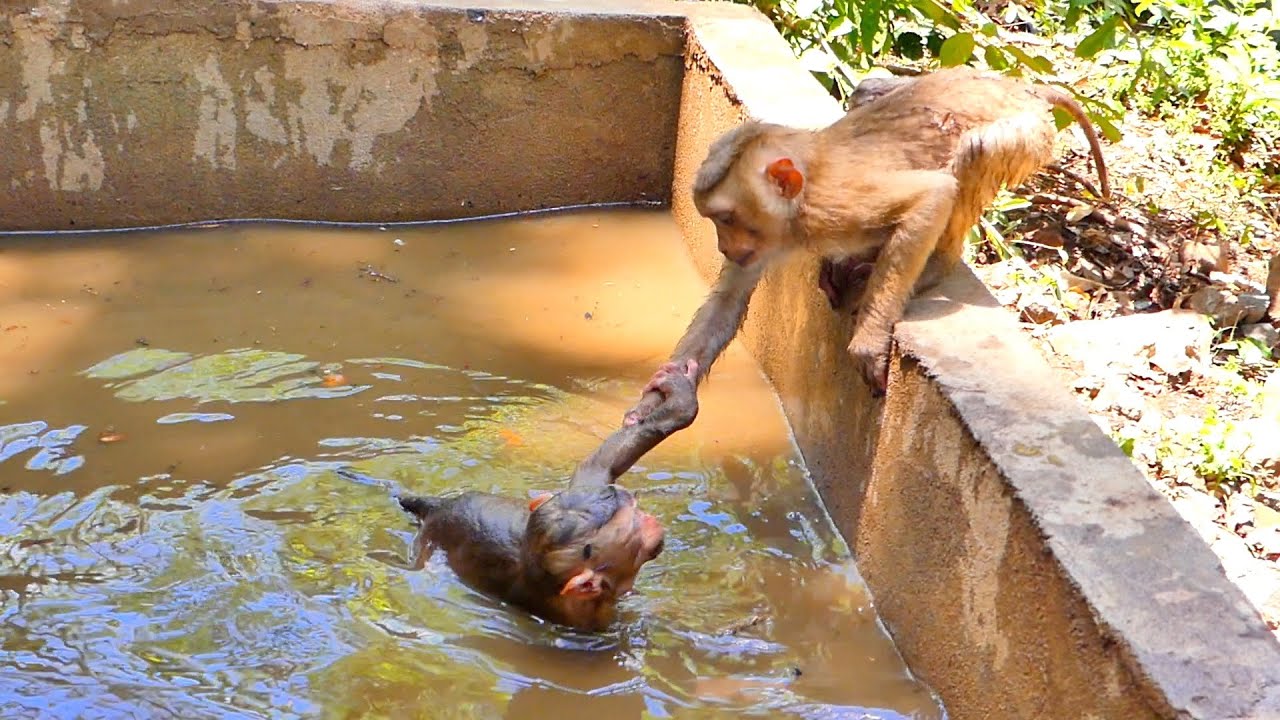 The Best friend..! SARO is so happy | He wants to catch Rockstar monkey ...