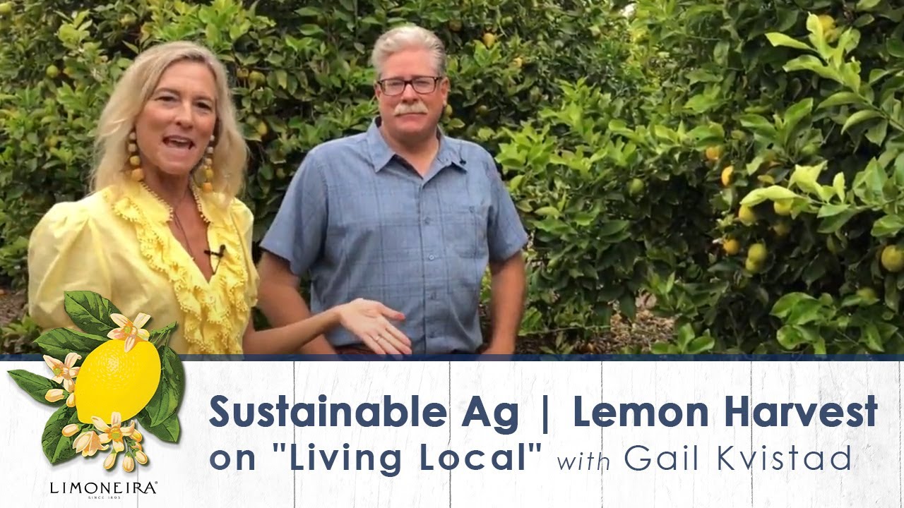 Limoneira Lemon Harvest | Sustainable Agribusiness on Living Local ...
