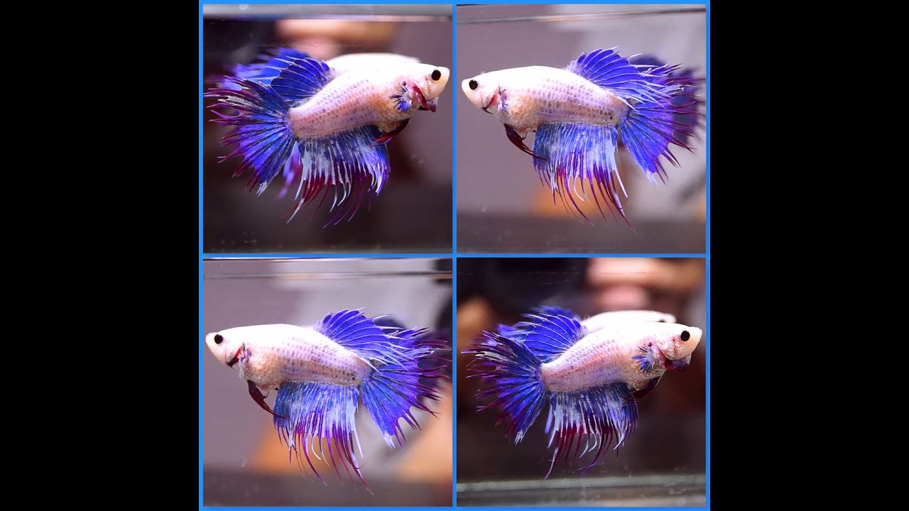 Purple Crowntail Betta