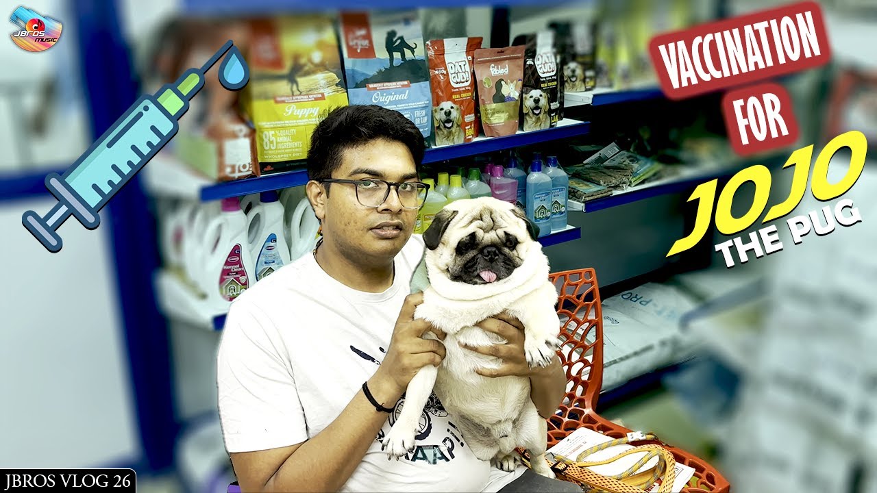 Jbros - 💉 Vaccinating Our Pet JOJO The Pug 🐶 | Pug Dogs | Pet Lovers ...