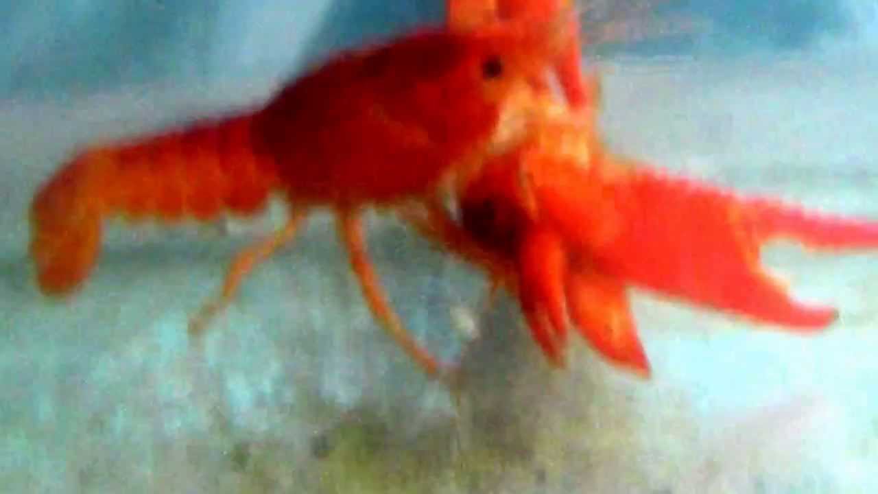 ORANGE CRAYFISH BREEDING ---- www.tropical-exotics.co.in - YouTube