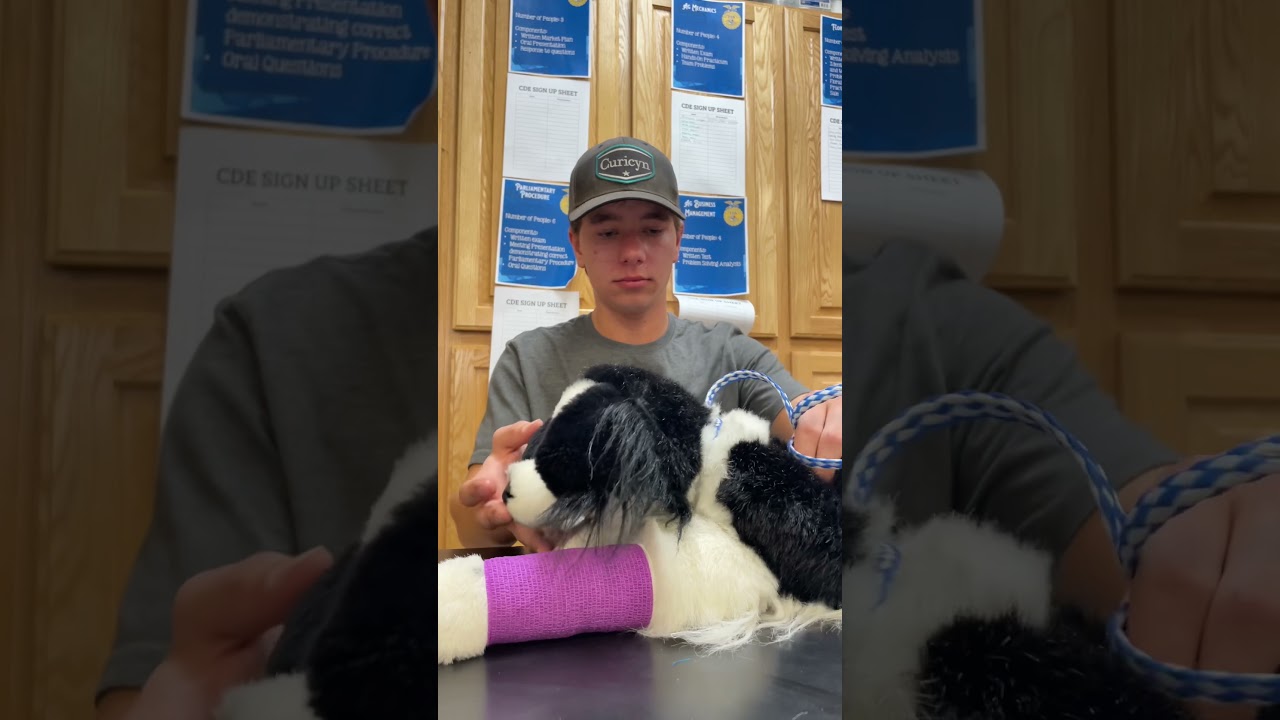 Restraint of Small dog for Jugular Venipuncture - YouTube