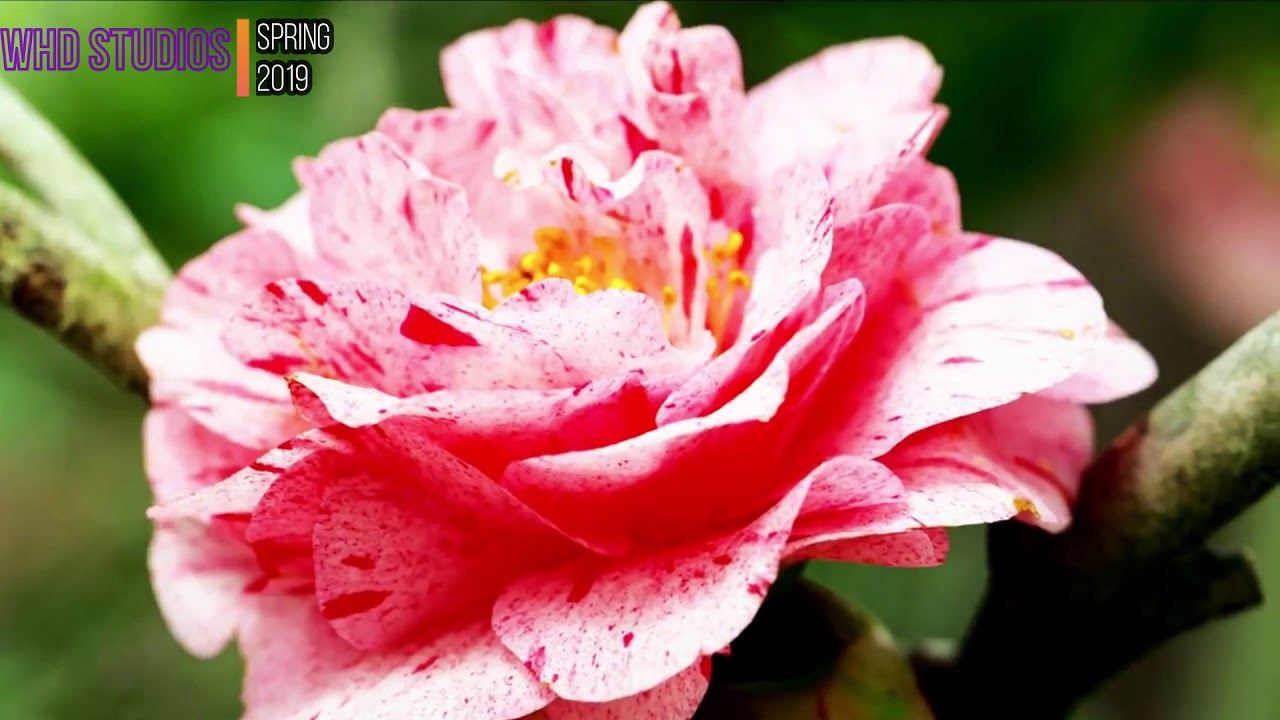 A Wonderful World In The Spring - HDR Video - YouTube