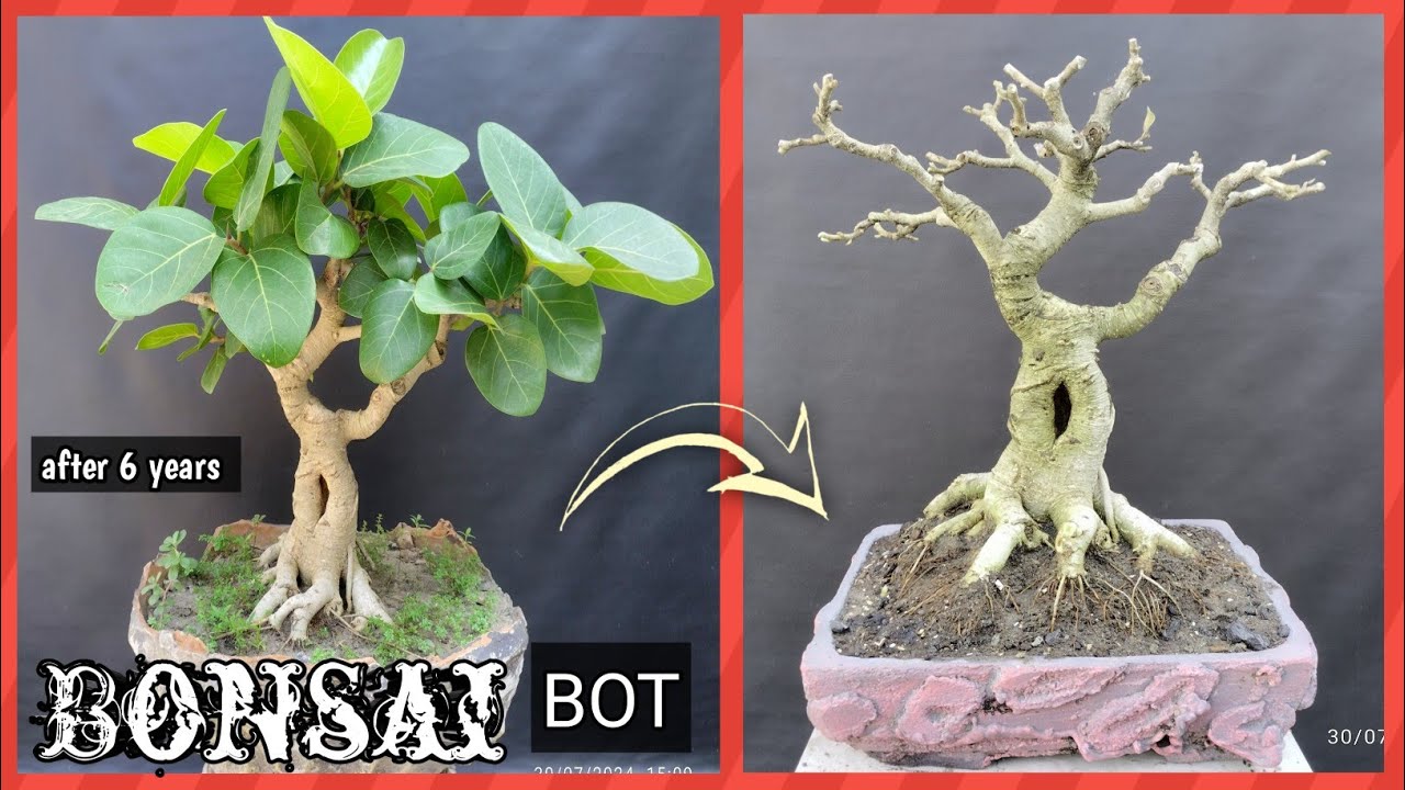 After 6 years installation in bonsai pot||Banyan Bonsai | Bot bonsai ...