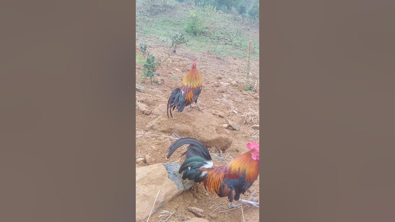 Qaib dib thiab qaib qus txuam 1 nawb - YouTube