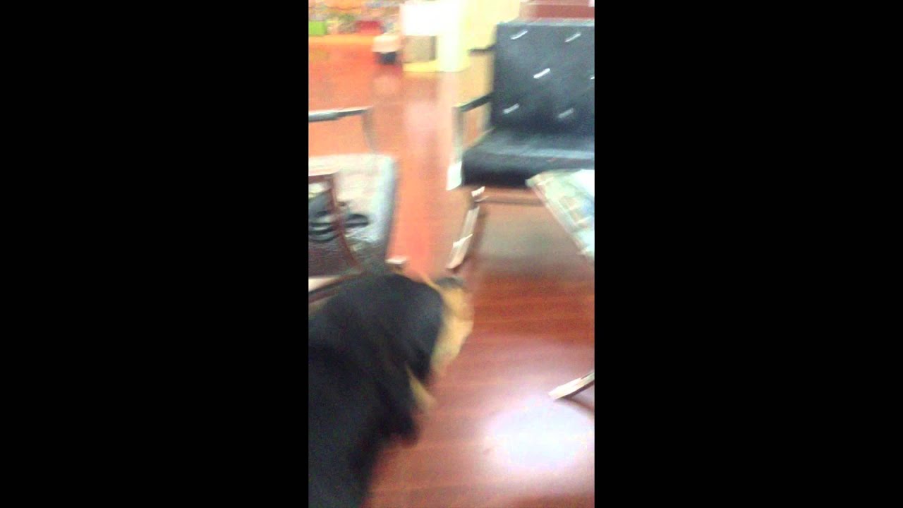 TAZ, Dog Training, Basic Dog Training - YouTube