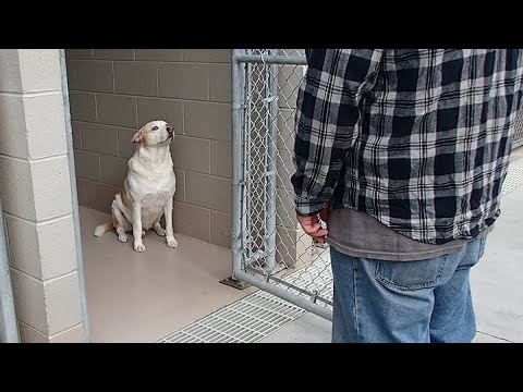 The shelter dog began to cry, recognizing the man standing in front of ...