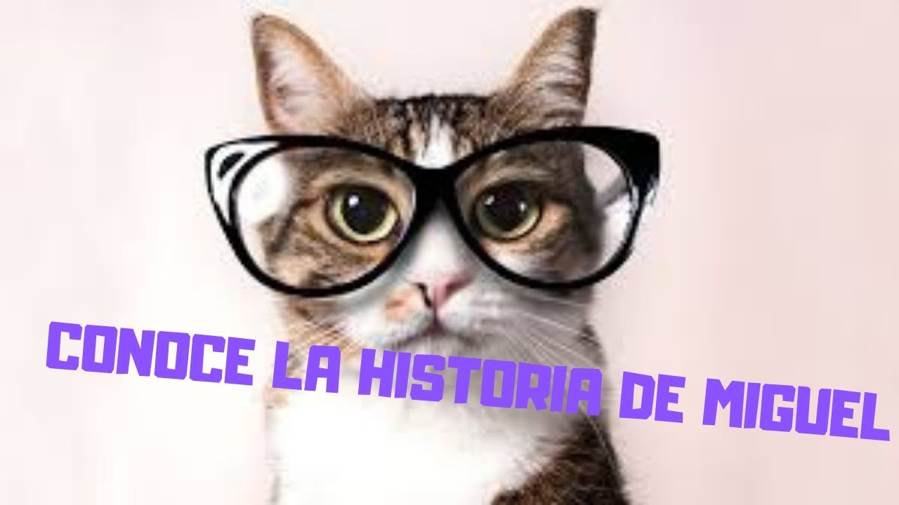 Conoce la historia de "Miguel" mi gato - YouTube