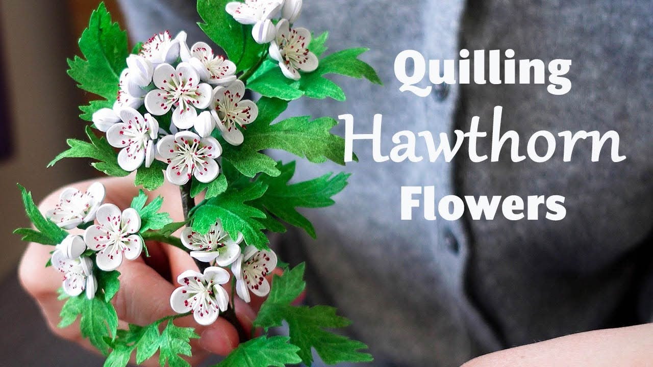 Making paper quilling Hawthorn flowers for the first time - Mother's ...
