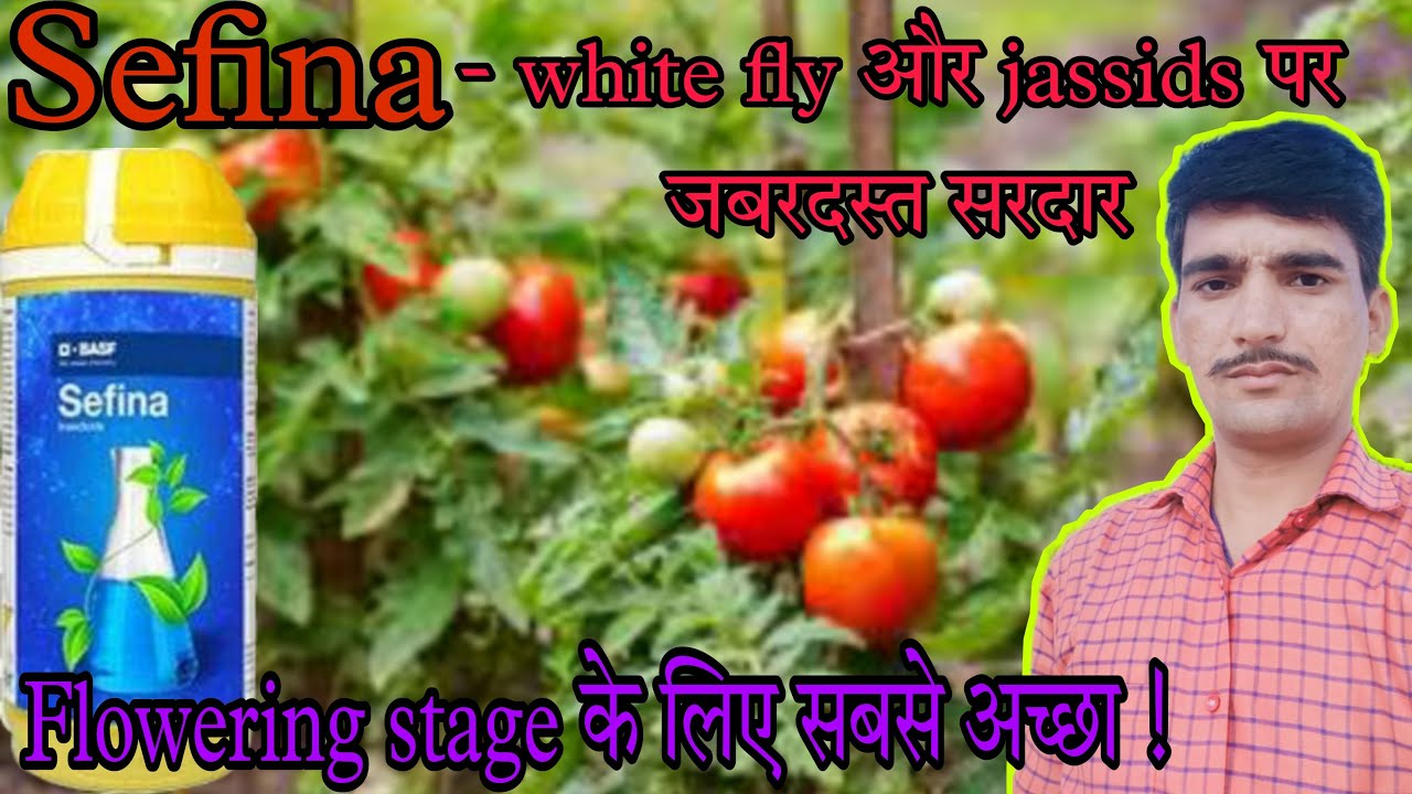 basf sefina/basf sefina insecticide/sefina insecticide/sefina pesticide ...