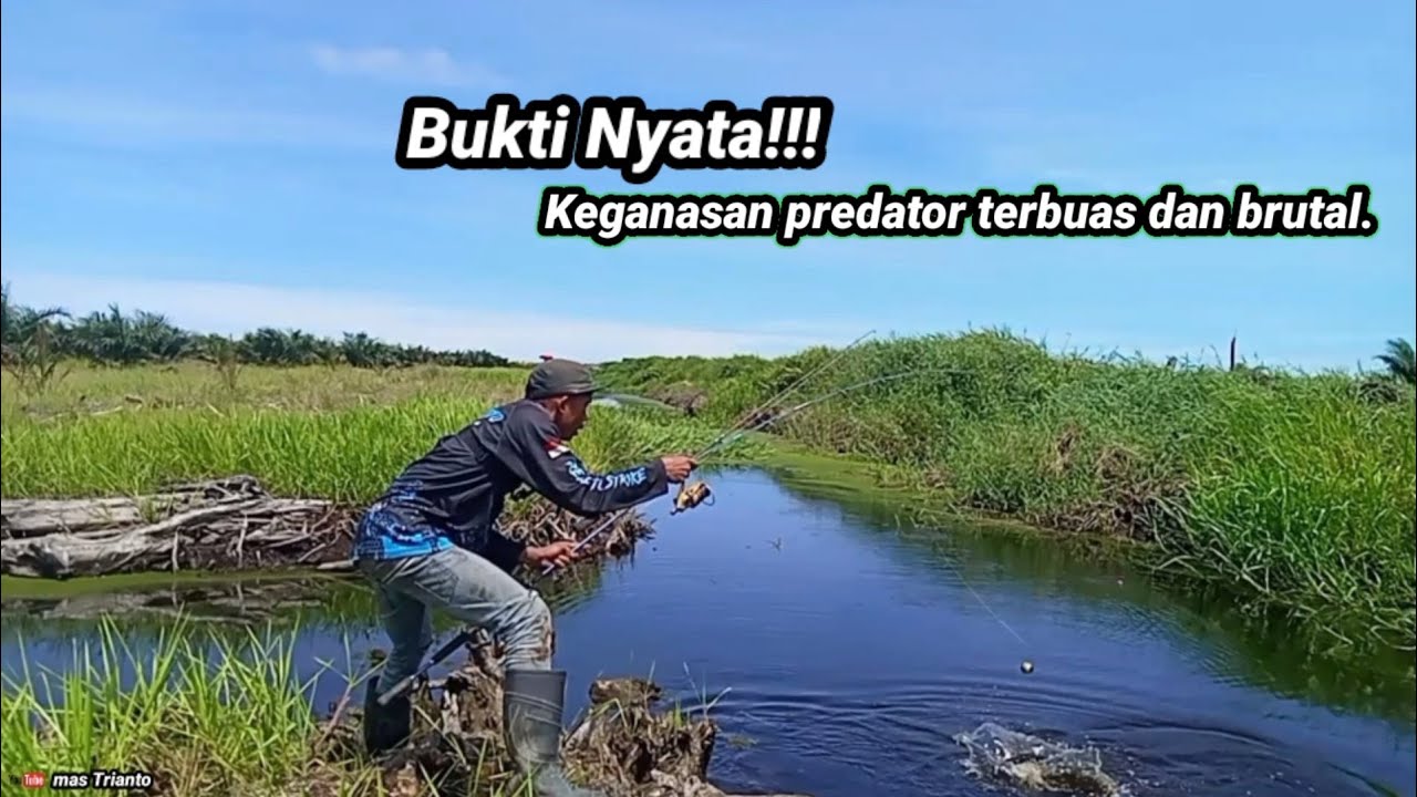 INILAH KEGANASAN MANCING IKAN PREDATOR BERGIGI TAJAM TEPAT DI SARANGNYA ...