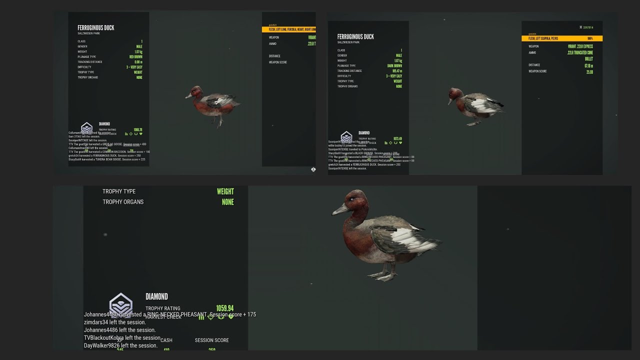 THREE DIAMOND Ferruginous Ducks Back-to-Back, The Hunter COTW - YouTube