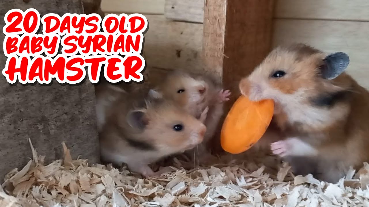 Baby Syrian hamster 20 days old - YouTube