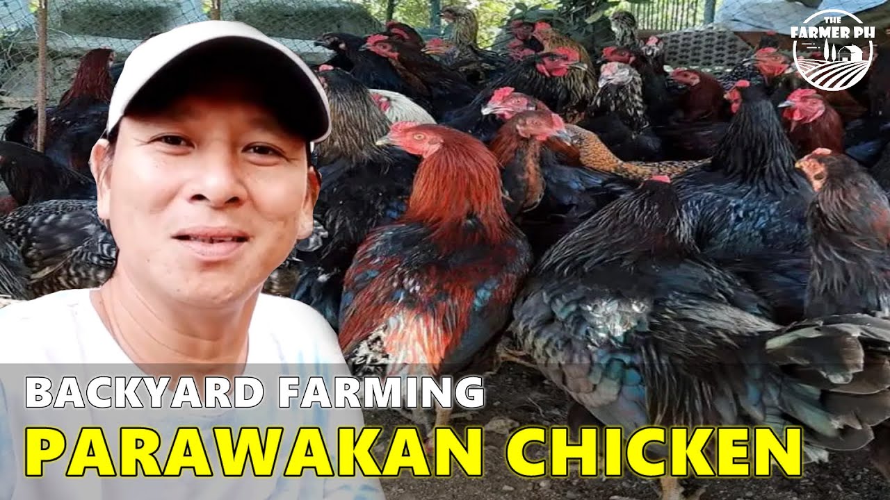 Backyard Farming | Kaalaman sa Parawakan Chicken - YouTube