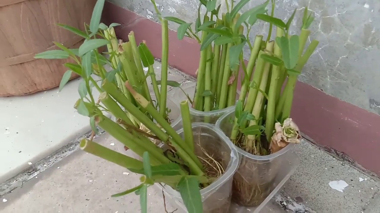 Cara Bertanam Sayuran dengan Memanfaatkan Sisa Sampah Sayur di Dapur ...