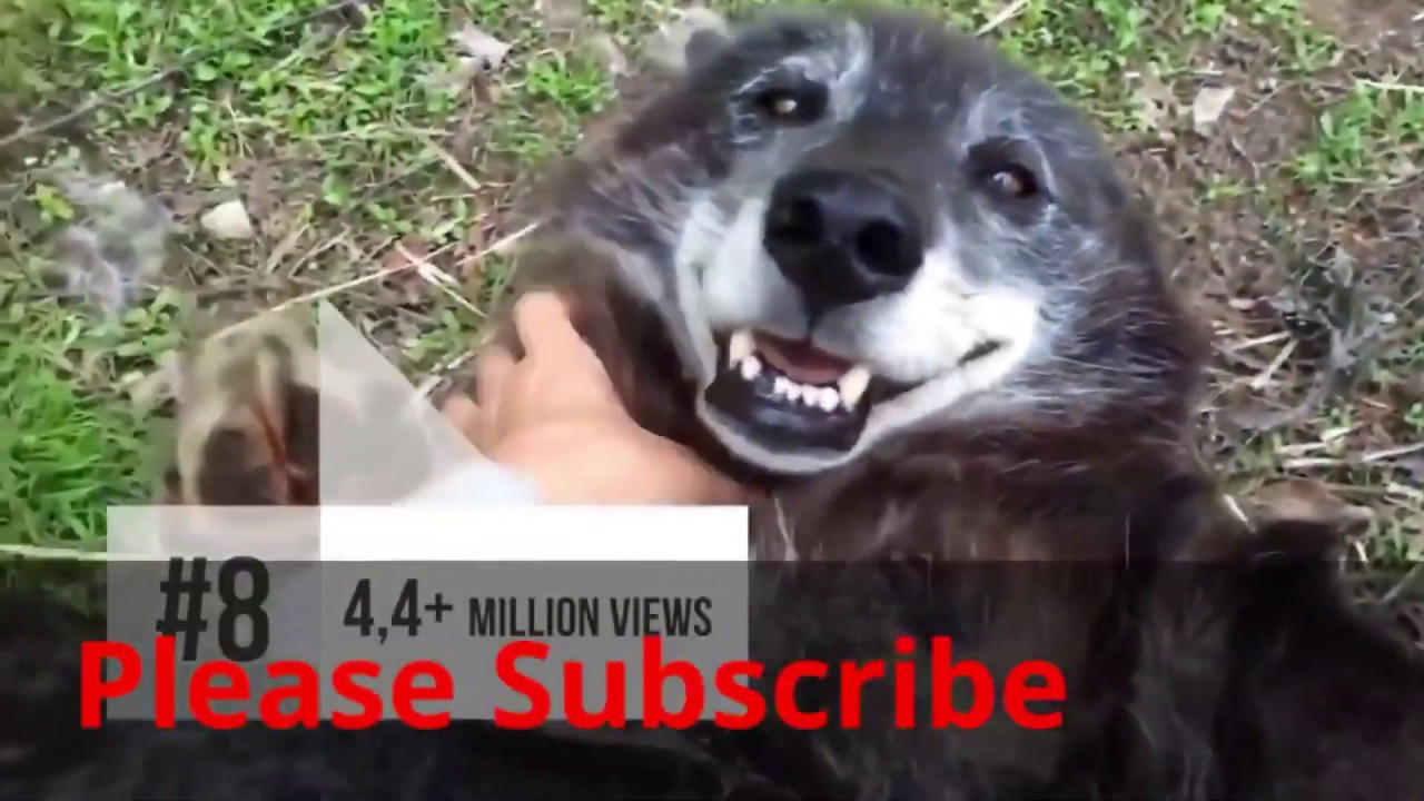 Most Viral Videos in the year 2019! - YouTube