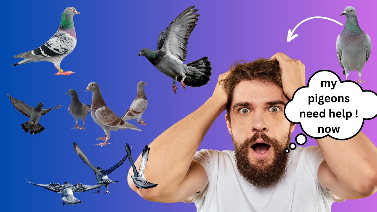 The Ultimate Guide What Happens to a Racing Pigeons Body during a 300 ...