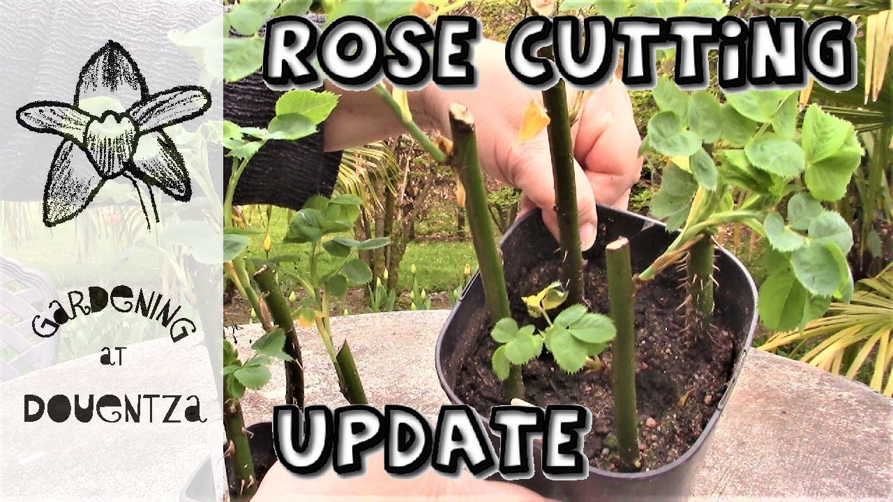Rose Hardwood Cuttings Update || 100% Success Rate || 2 of 2 videos ...