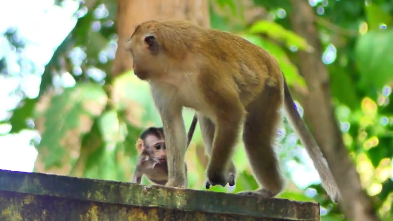 OMG... Little Baby Monkey Call To God Help Now....Baby monkey looking ...