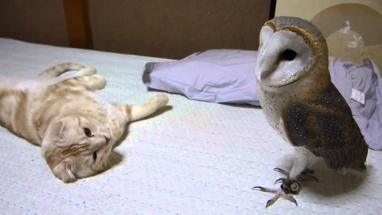 Kucing lawan burung hantu - YouTube
