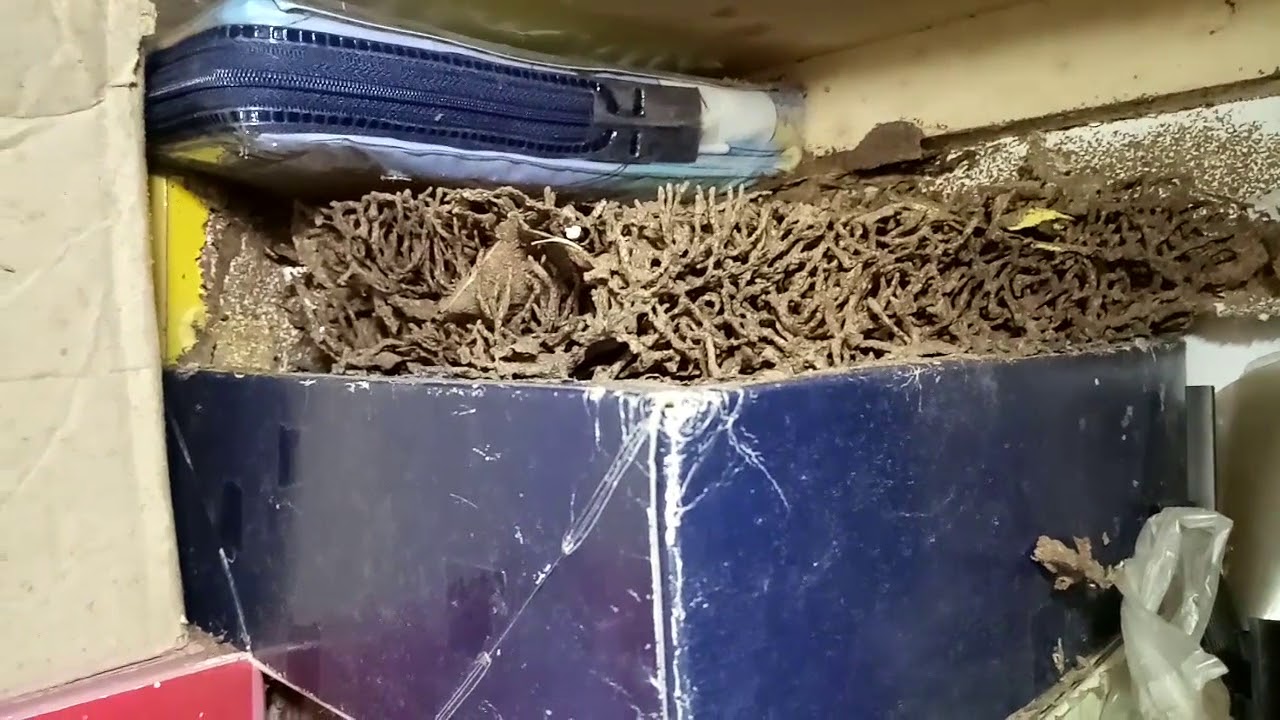 Termite Invasion at Home - YouTube